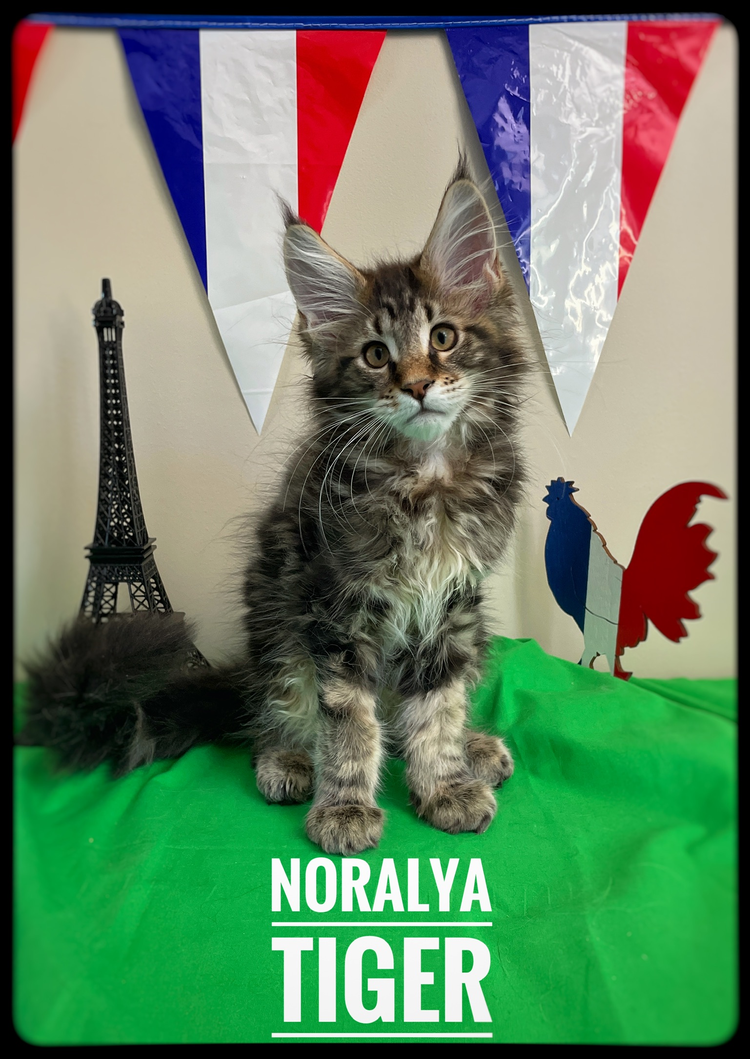 Présentations des petits de Polly et Rammstein – Chatterie Noralya