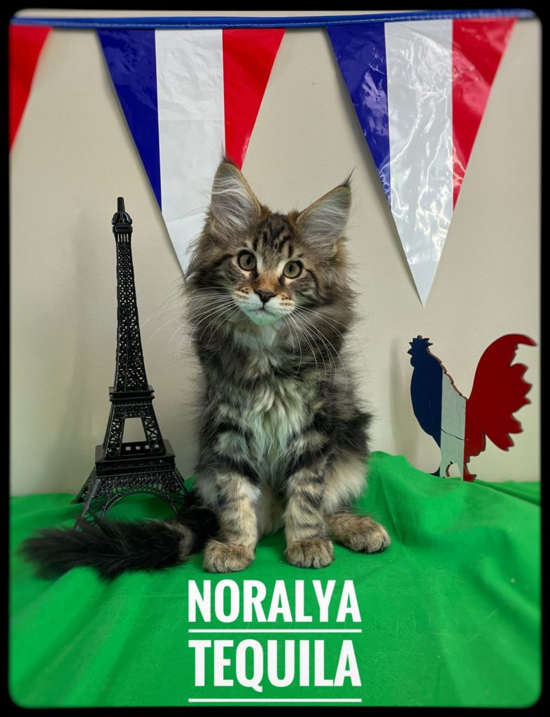 Présentations des petits de Polly et Rammstein – Chatterie Noralya